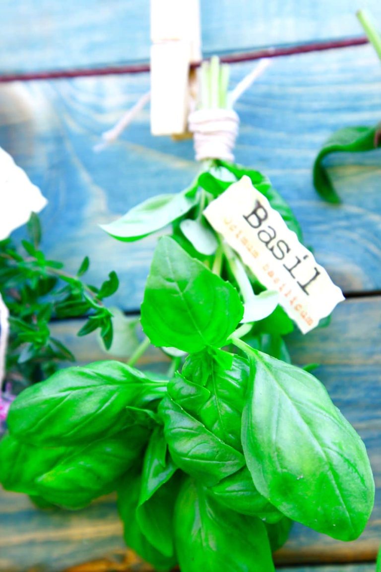 How To Store Fresh Basil: Growing and Keeping Fresh Herbs for Long Term ...