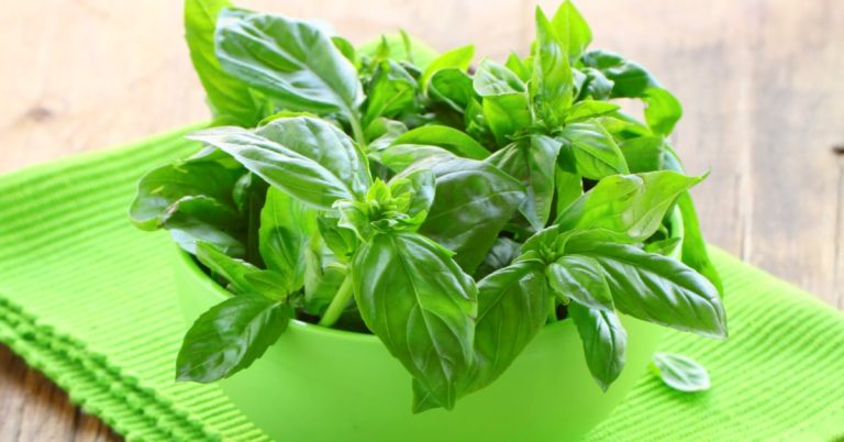 How To Store Fresh Basil: Growing and Keeping Fresh Herbs for Long Term ...